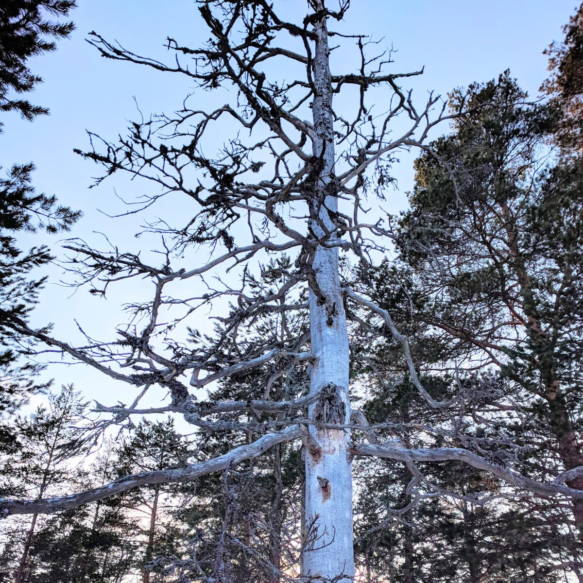 KELOSOUND® - Kelosound Oy